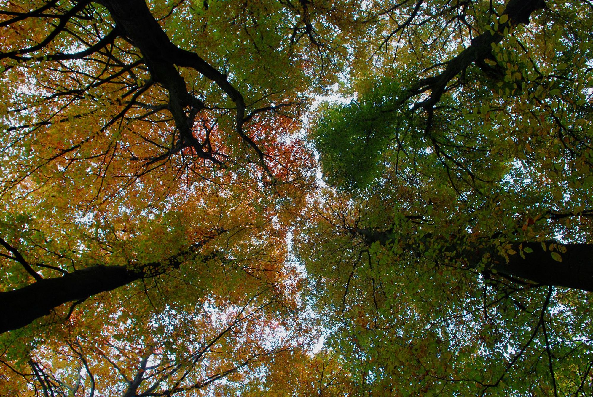 The Sonian Forest | Live the World